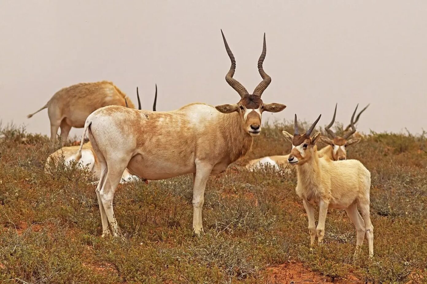Screwhorn Antelope: The Masked Saharan Ungulate - WhatDeWhat