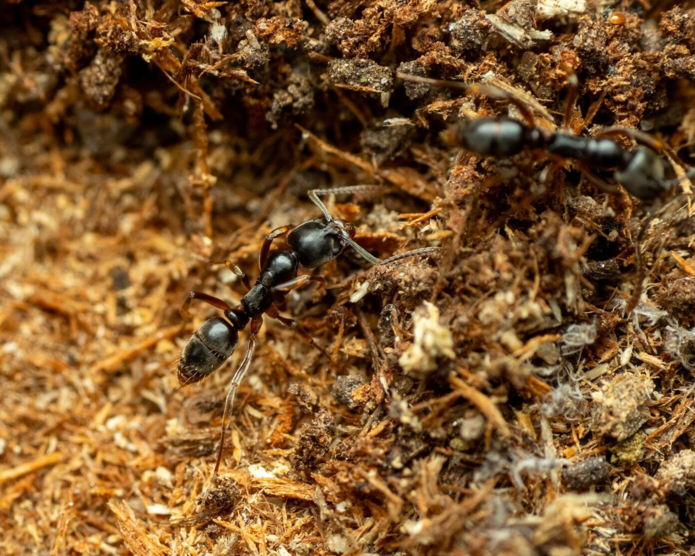 Asian Needle Ant: The Ant That Can Sting - WhatDeWhat