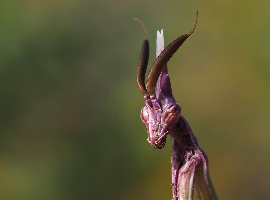 Conehead Mantis: The Alien-Like Insect - WhatDeWhat