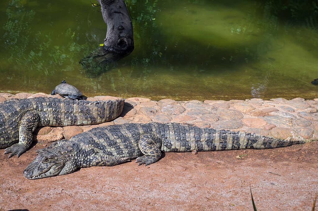 Large Semiaquatic Reptiles: 6 Caiman Species - WhatDeWhat
