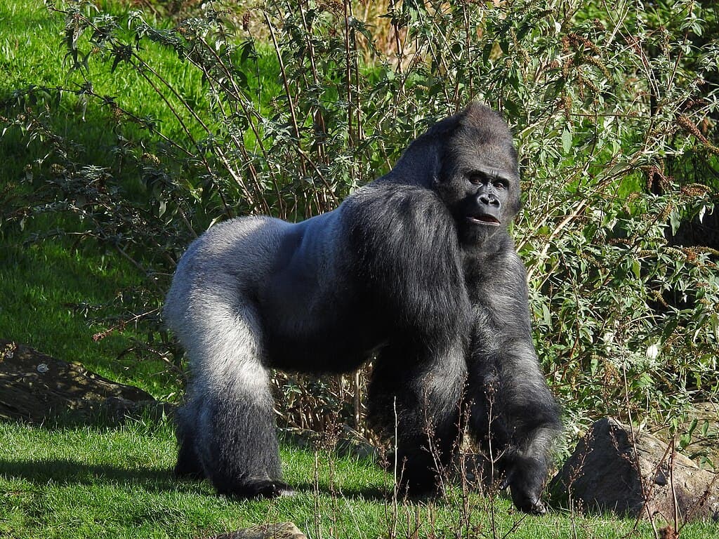 Intelligent Primates: 4 Great Apes Alive Today - WhatDeWhat