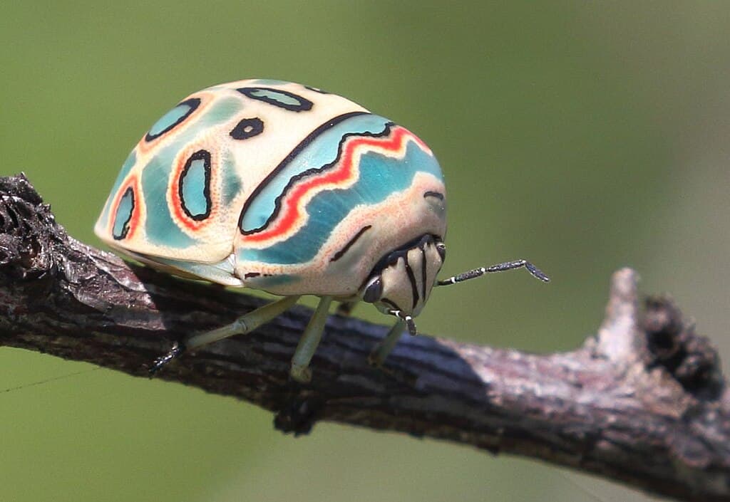 Picasso Bug: The Striking Shield-Backed Bug - WhatDeWhat